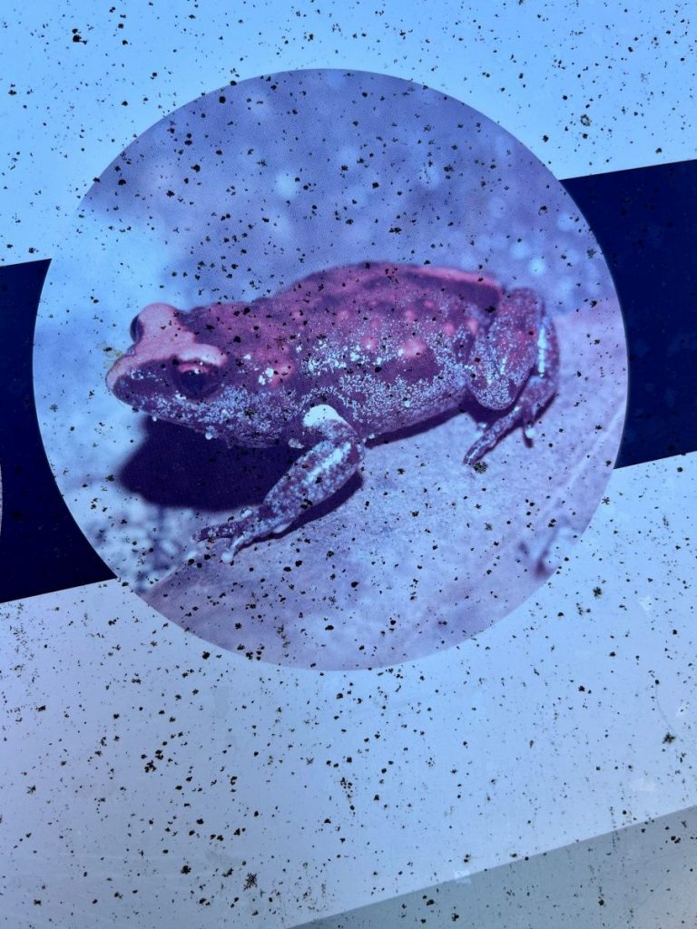 Wattamolla, image Merle Thompsonw’la 2 | Australian Plants Society