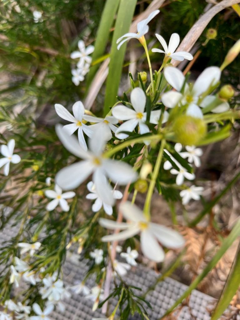 Wattamolla, image Merle Thompsonw’la 3 | Australian Plants Society