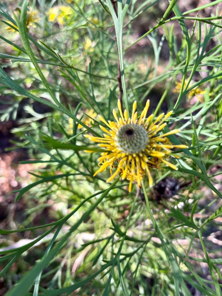 Wattamolla, image Merle Thompsonw’la 5 | Australian Plants Society