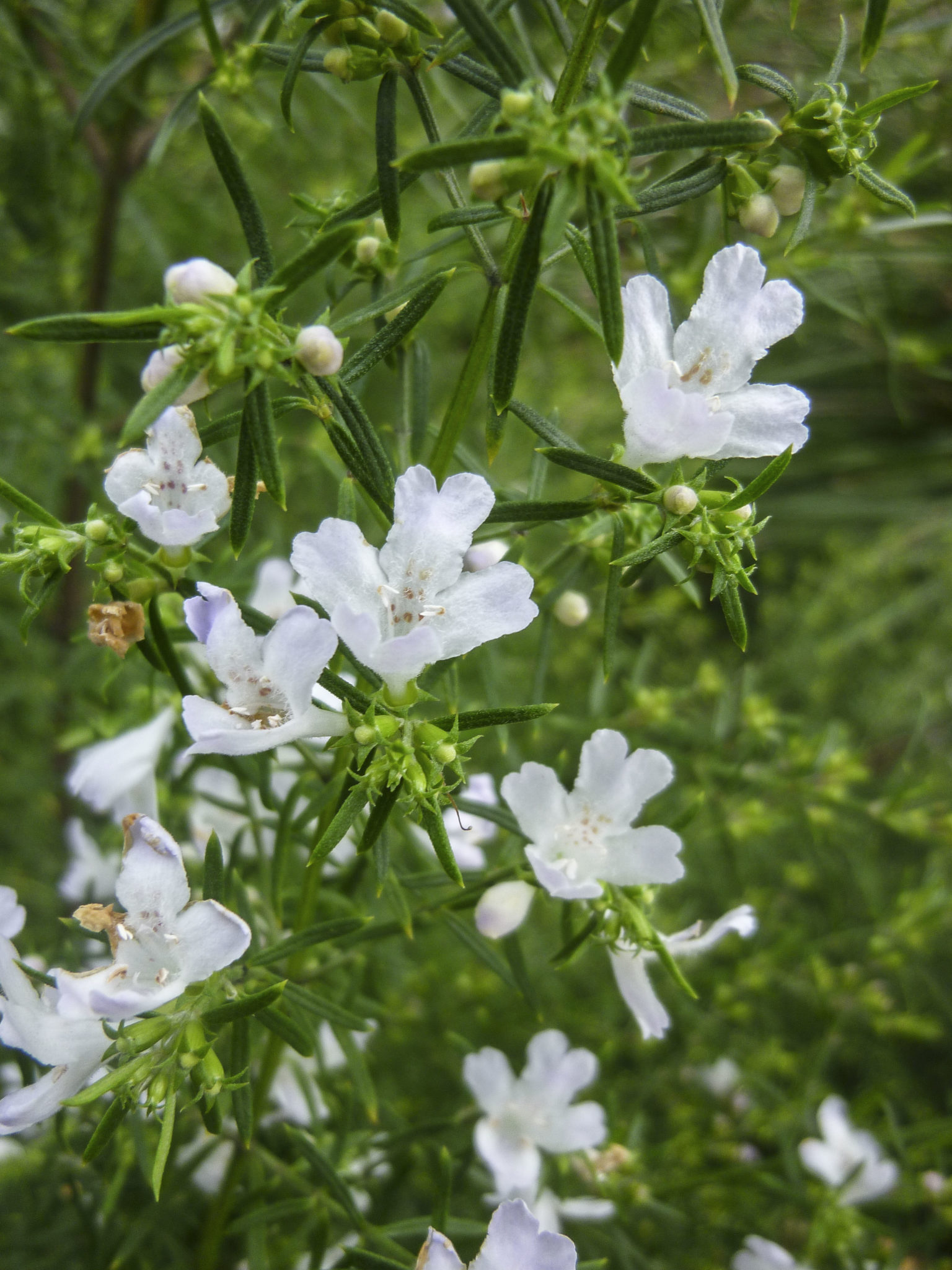 Westringia longifolia | Australian Plants Society