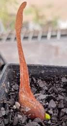 Winged seed pod – photo Ricki Nash | Australian Plants Society