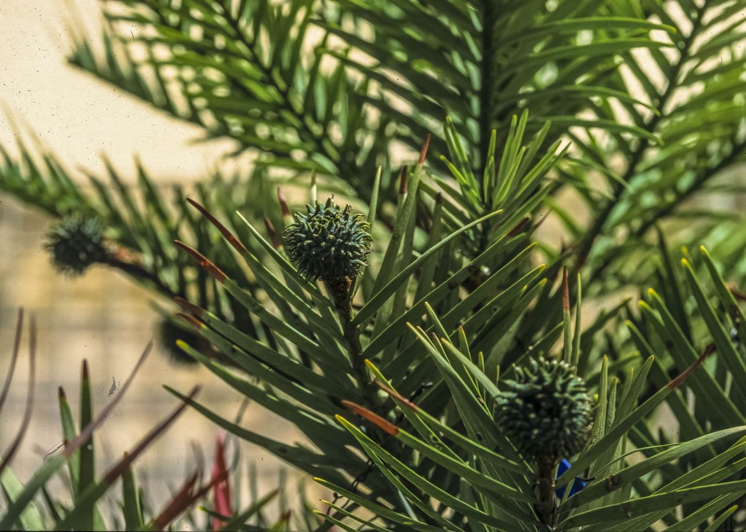 Wollemia nobilis | Australian Plants Society