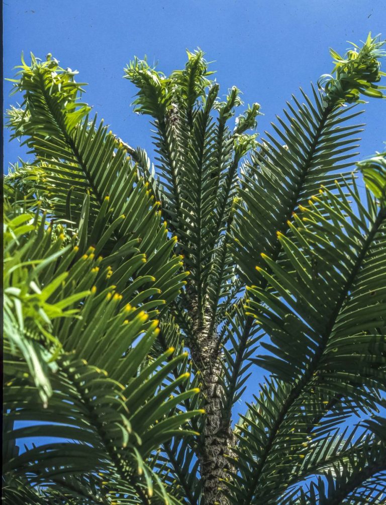 Wollemia nobilis | Australian Plants Society