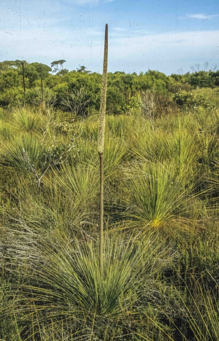 Grasses and clumping plants | Australian Plants Society