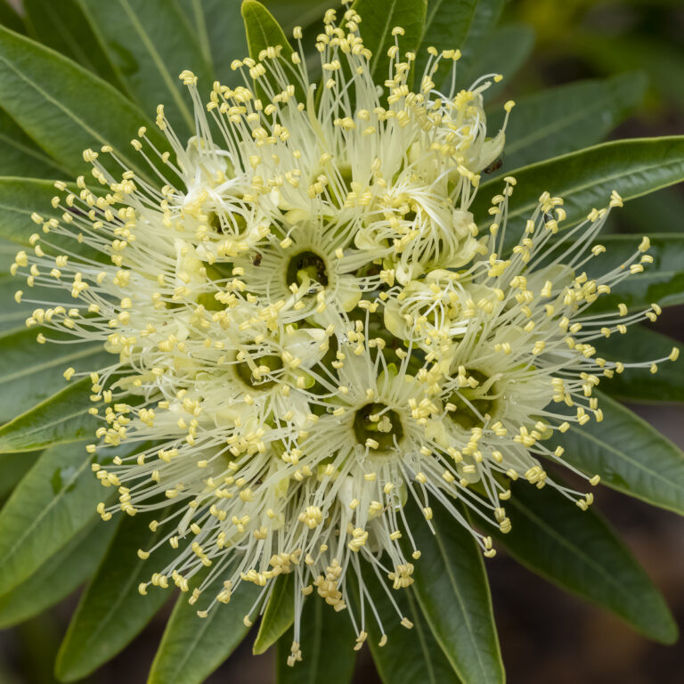 Xanthostemon chrysanthus | Australian Plants Society
