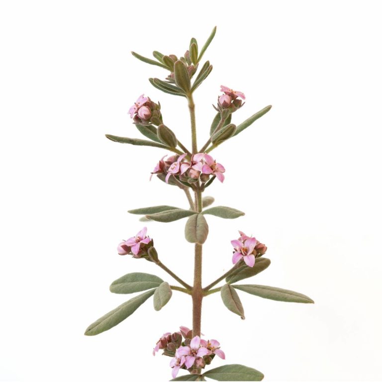 Zieria cytisoides | Australian Plants Society