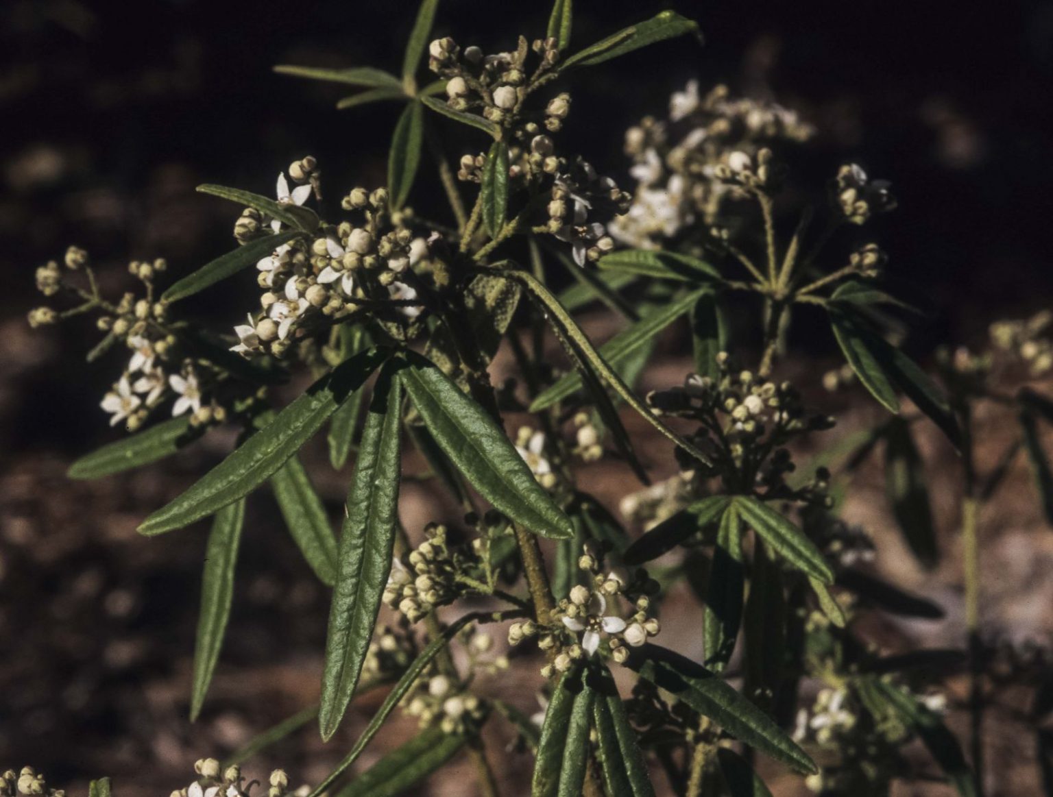 Zieria furfuracea | Australian Plants Society