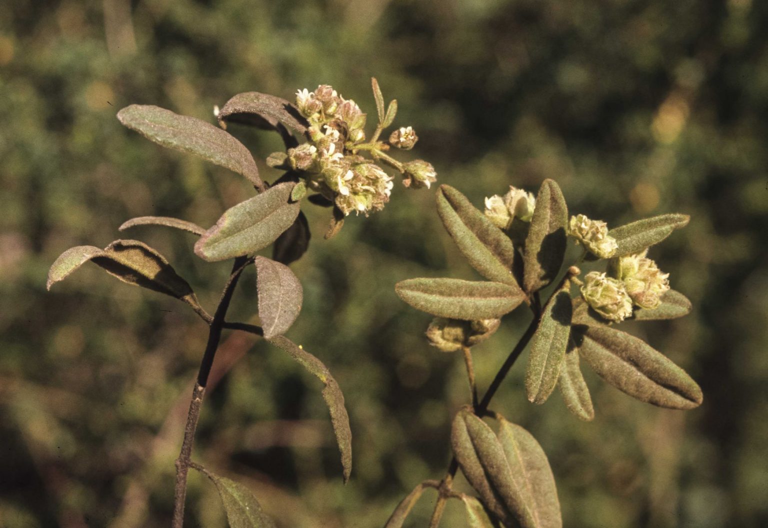 Zieria involucrata | Australian Plants Society