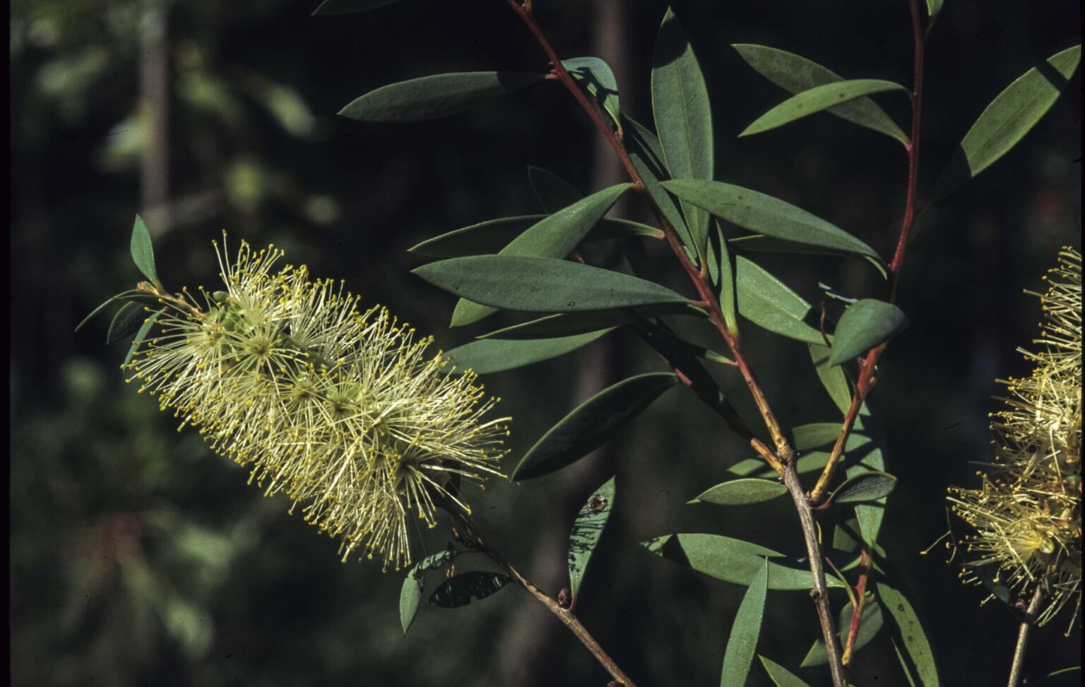 Callistemon pallidus | Australian Plants Society