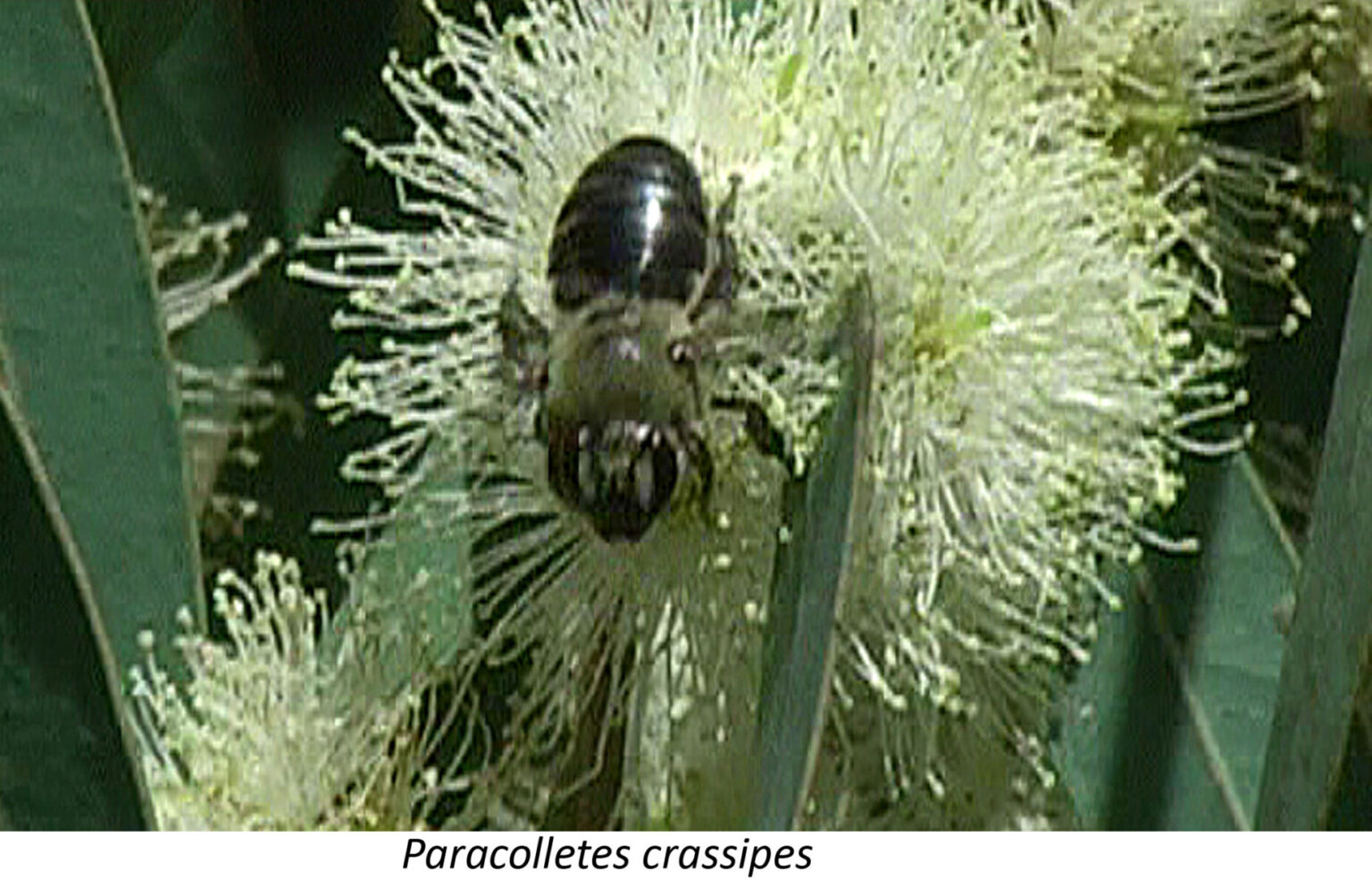 crassipes2 | Australian Plants Society