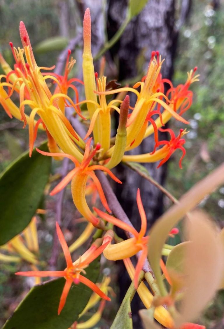 Gardening with native plants | Australian Plants Society