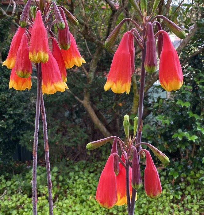 Information | Australian Plants Society