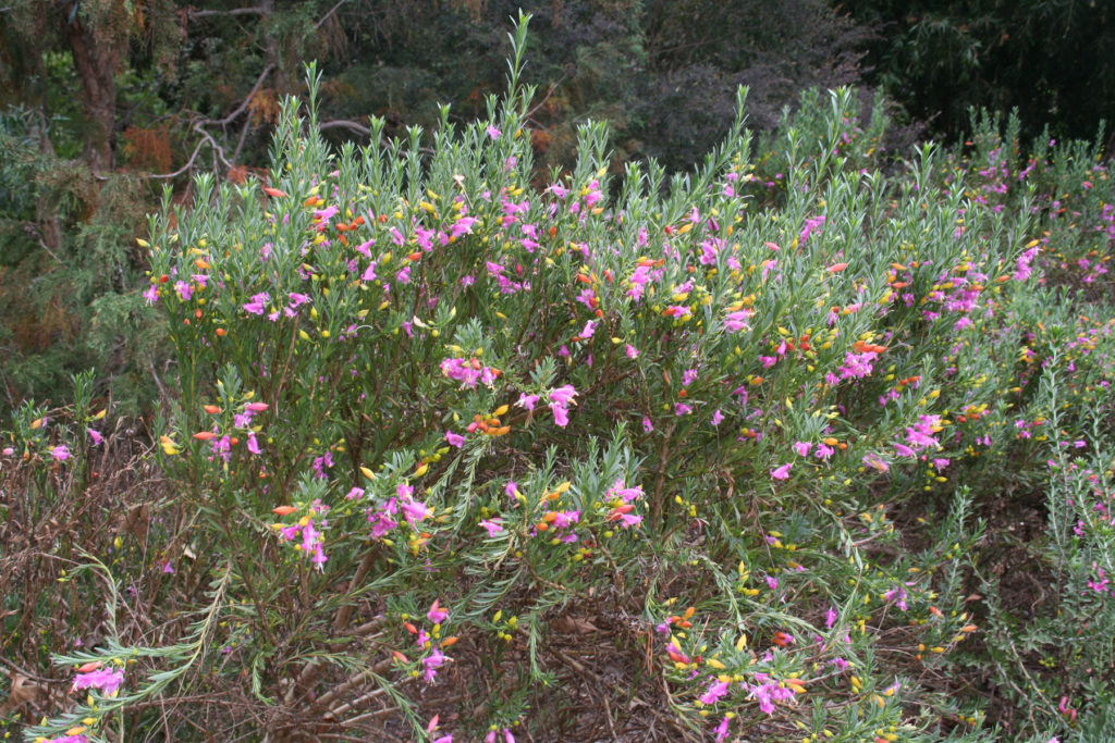 eremophila racemosa plant | Australian Plants Society
