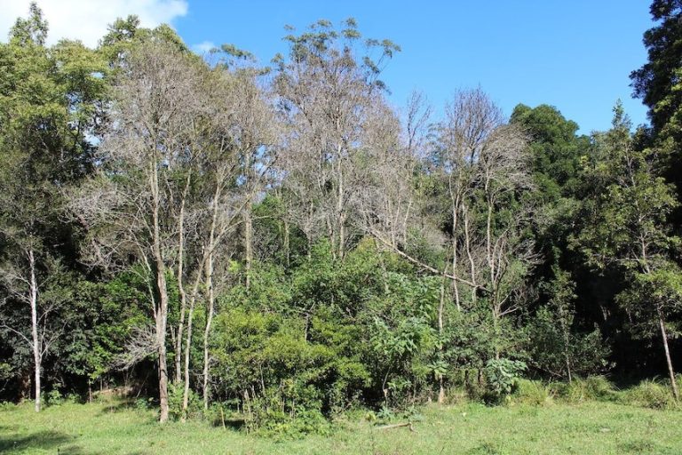 Myrtle Rust | Australian Plants Society