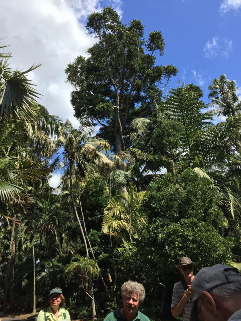 paul in rainforest | Australian Plants Society