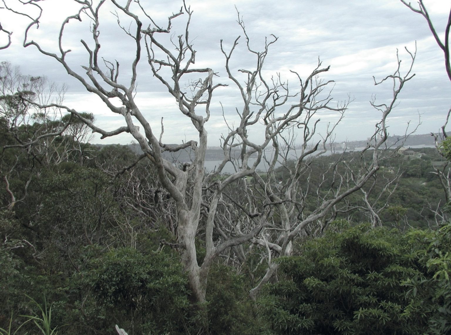 Identifying native plants | Australian Plants Society