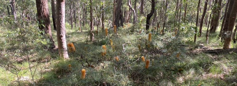 Science in the Garden – Allelopathy | Australian Plants Society