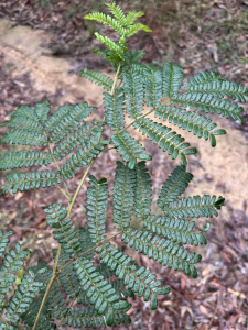 Acacia – Leaves or Phyllodes | Australian Plants Society