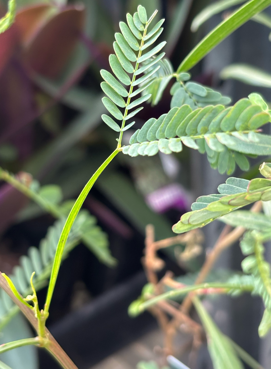 Acacia – Leaves or Phyllodes | Australian Plants Society
