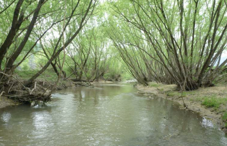 Weeds come in all sizes – trees can be weeds too | Australian Plants ...