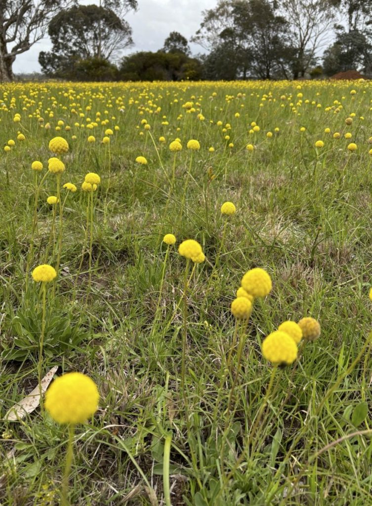 woorndoo_billy_buttons_SR_ed | Australian Plants Society